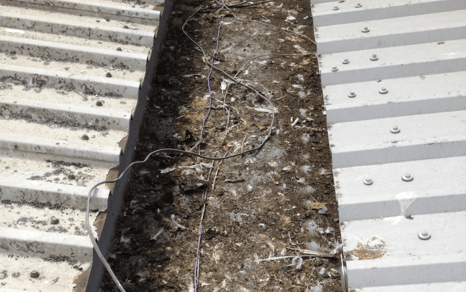 How to protect your roof from Bird attack? | Giromax Technology